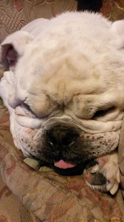 Dog Impounding | Whakatāne District Council