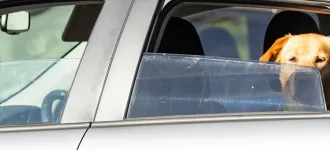 Dog Impounding | Whakatāne District Council